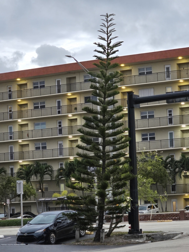 Eutacta from Pompano Beach, FL 33062, USA on February 24, 2025 at 05:54 ...