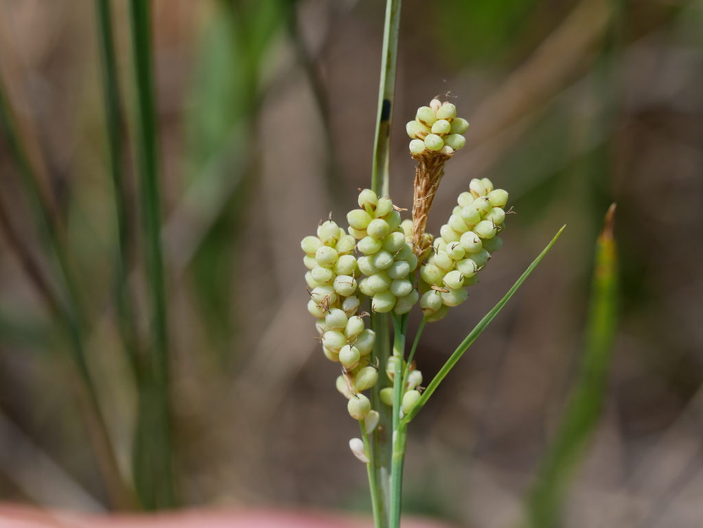 Elk Sedge from Miller Beach, Gary, IN 46403, USA on June 05, 2023 at 02 ...