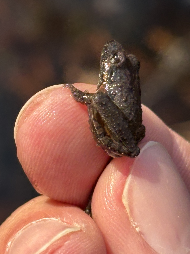 Southern Cricket Frog from Richmond Hill, GA, US on February 23, 2025 ...