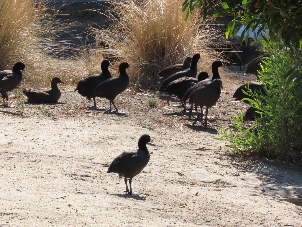 Australasian Coot from Churchill VIC 3842, Australia on February 25 ...