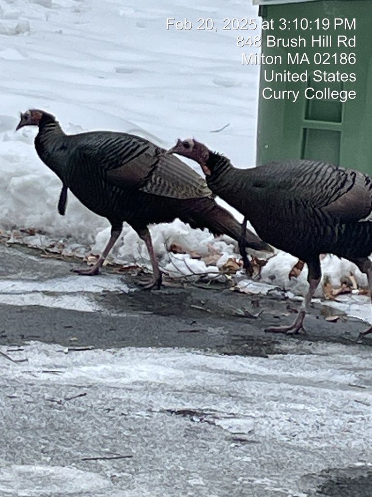 Wild Turkey from Curry College, Milton, MA, US on February 20, 2025 at ...