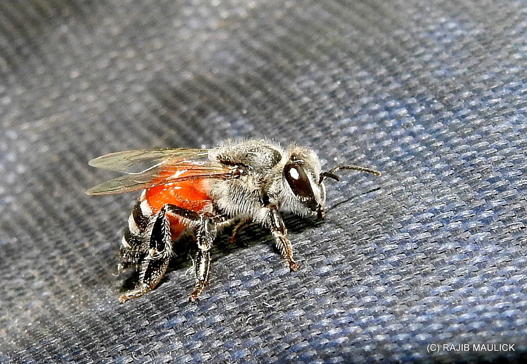 Red Dwarf Honey Bee from Durgapur, West Bengal, India on May 11, 2019 ...