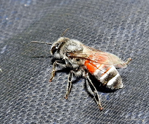 Red Dwarf-Honey Bee (Apis florea) · iNaturalist