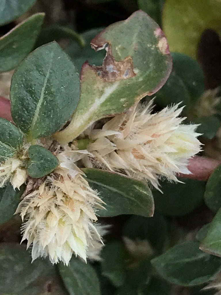 mat chaff-flower from Cedar Park, TX, USA on August 4, 2019 at 12:59 PM ...