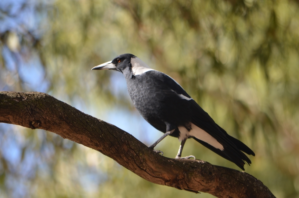 Australian Magpie from Campbelltown SA 5074, Australia on January 1 ...