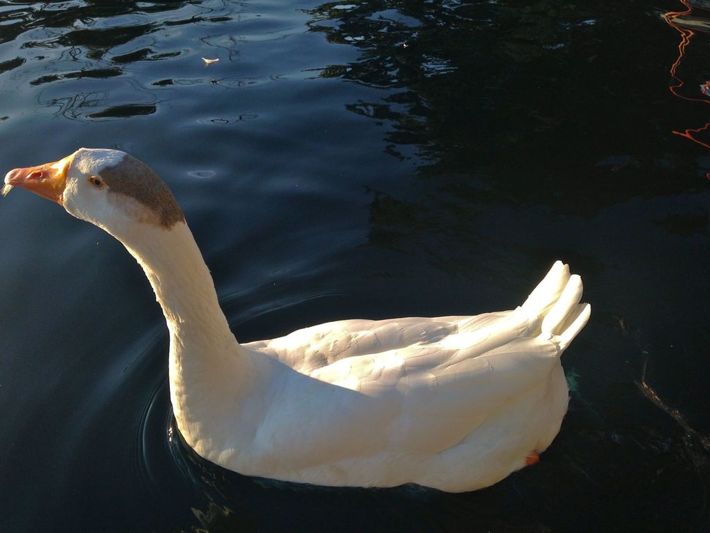 Grey Geese from Cascade, Montana, United States on August 29, 2016 at ...