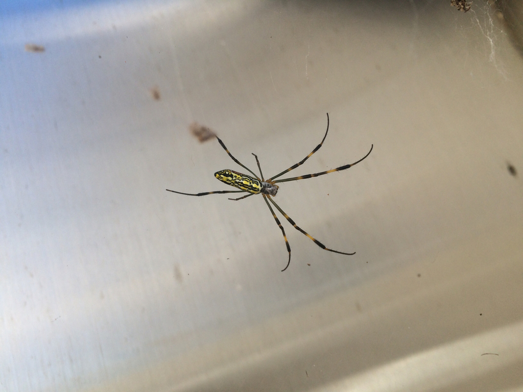 Joro Spider from 1142, Higashiizumochoiya, Matsue, Shimane, JP on ...