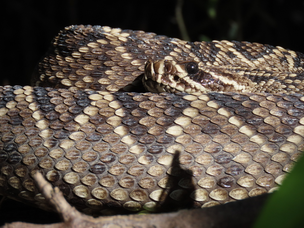Eastern Diamondback Rattlesnake in December 2019 by Kevin C. Seen on ...