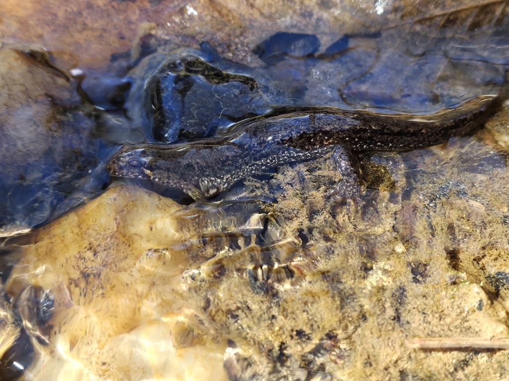 Wolf Dusky Salamander from Claremont, NC 28610, USA on February 25 ...