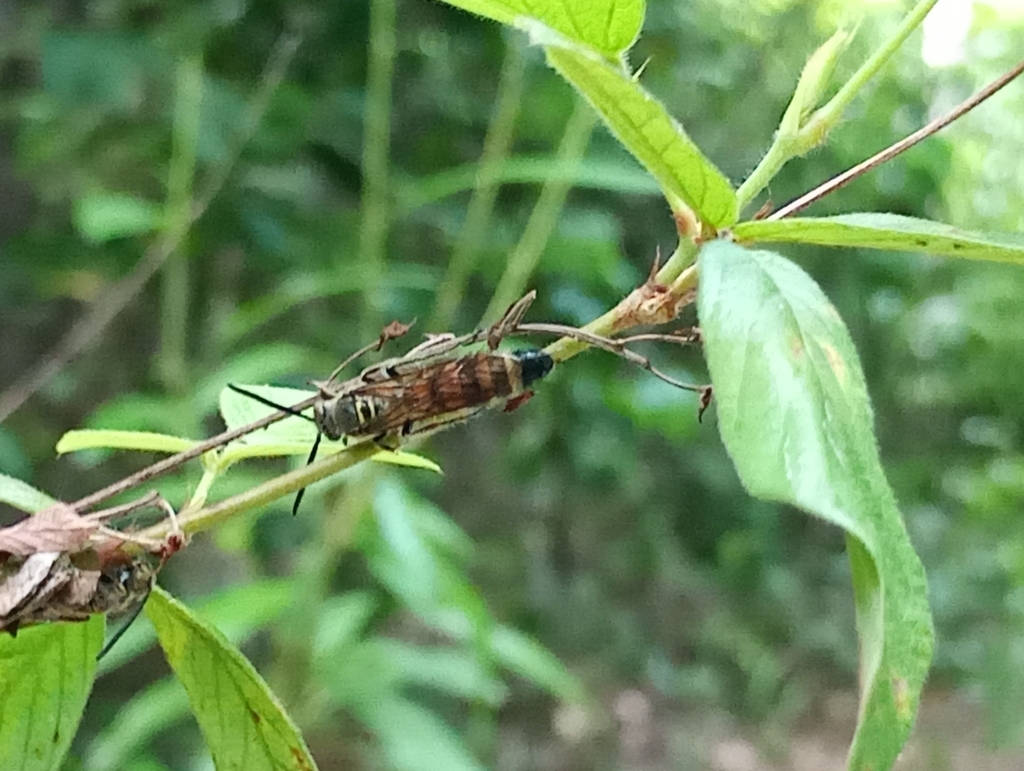 Scoliid Wasps from João Pessoa - PB, 58040, Brasil on February 24, 2025 ...
