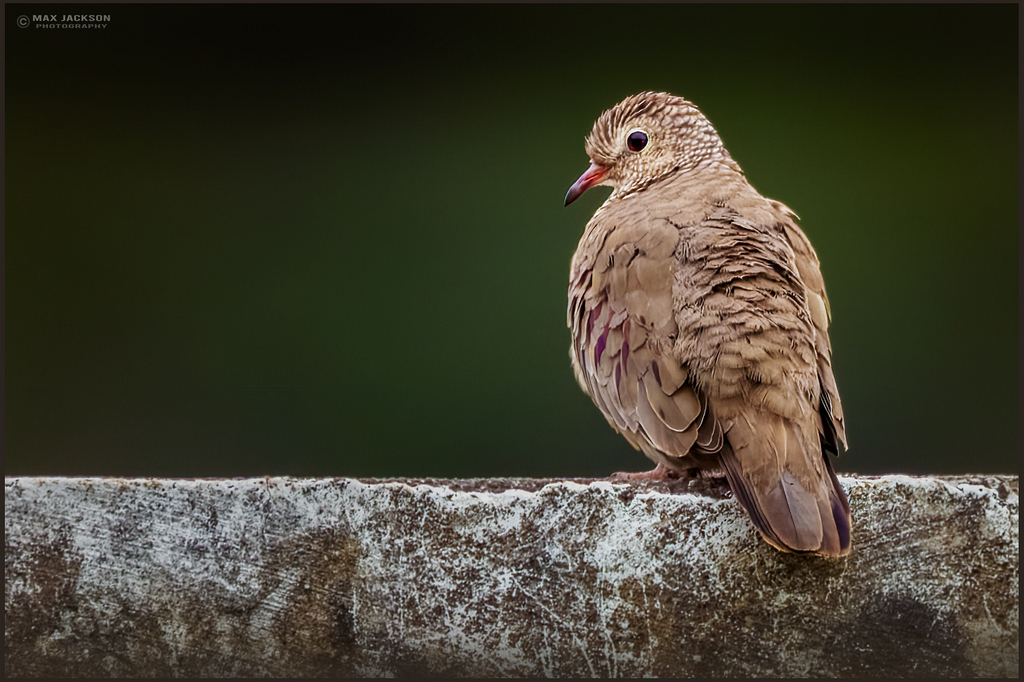 Common Ground Dove from Casa on February 25, 2025 at 07:44 AM by Max ...