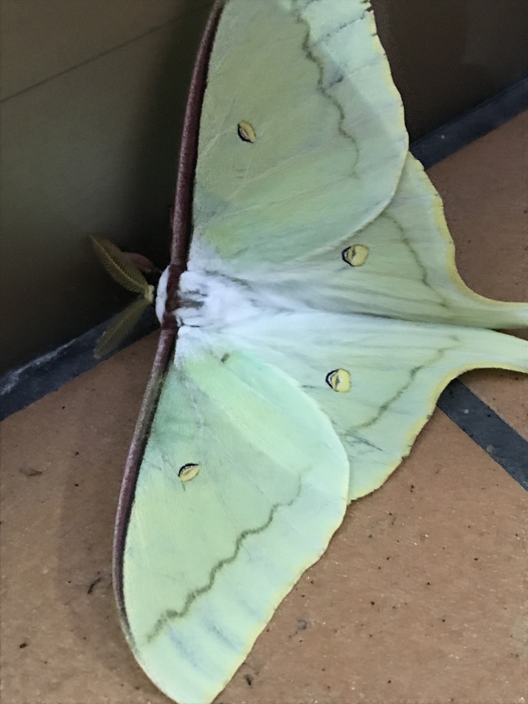 Japanese Moon Moth in August 2019 by Bradley Scott York · iNaturalist