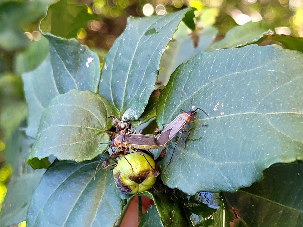Red and Bordered Plant Bugs from 77776 Q.R., México on February 25 ...