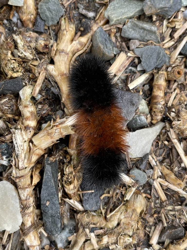 Isabella Tiger Moth from Greenacres, Greenacres, WA, US on February 23 ...