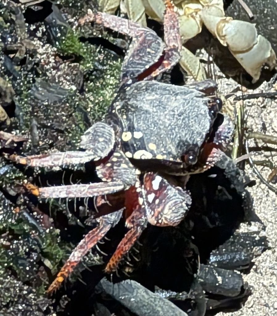 Mangrove Root Crab from Isla Carenero, Provincia de Bocas del Toro ...