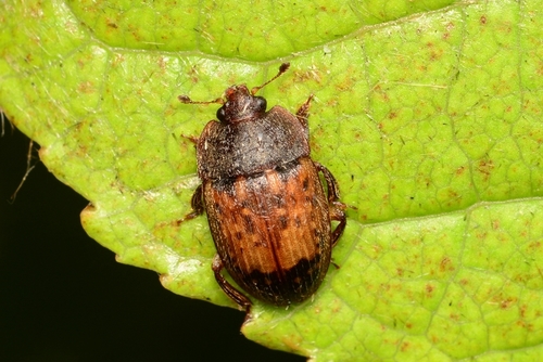 Phenolia picta · NaturaLista Colombia