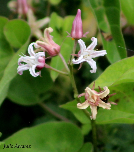 Talayote (Cynanchum ligulatum)