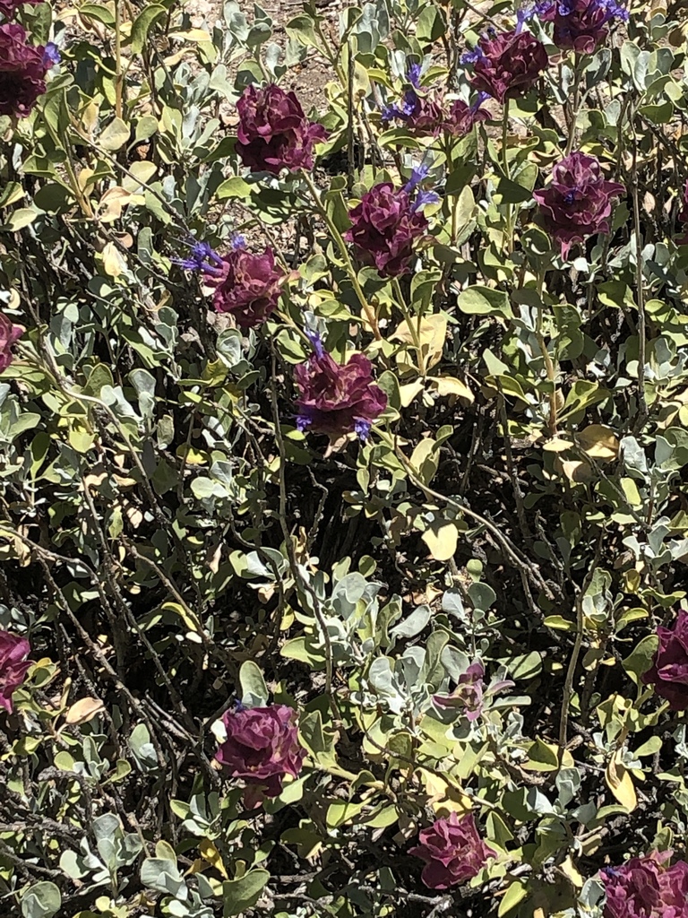 Rose Sage from San Bernardino National Forest, Big Bear City, CA, US on ...