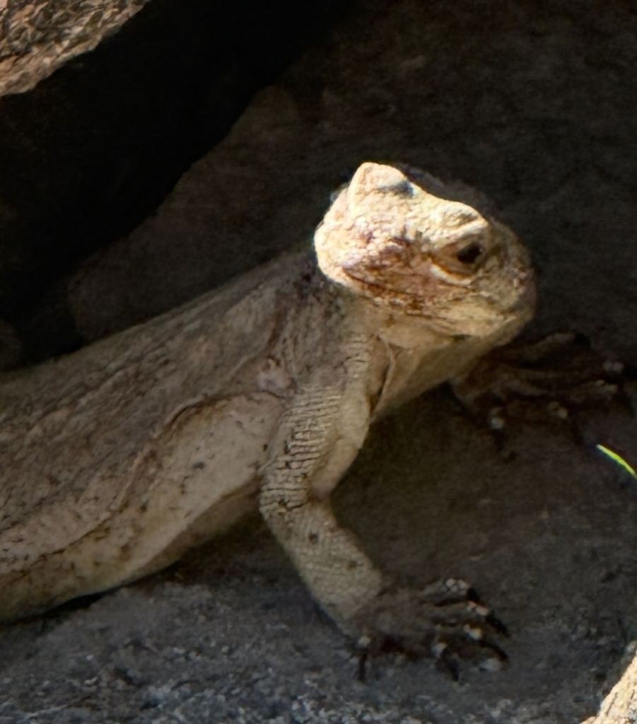 Common Chuckwalla from Palm Springs, CA 92264, USA on February 25, 2025 ...