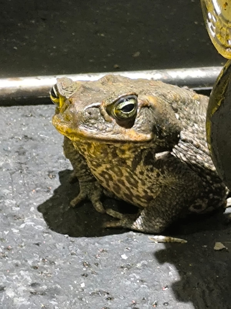 Cane Toad from Orito, Putumayo, Colombia on February 26, 2025 by Lorena ...