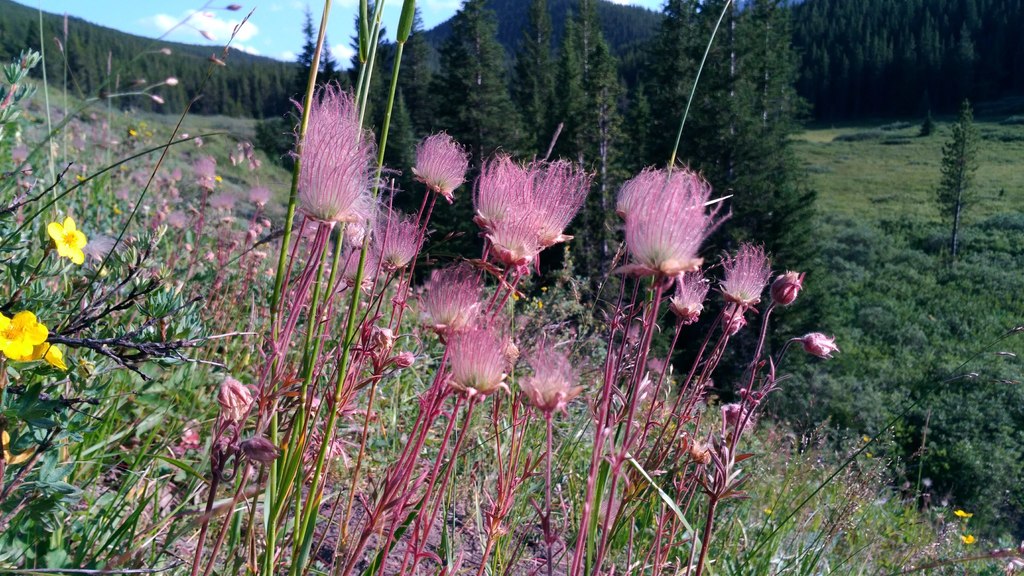 prairie smoke from Division No. 15, AB, Canada on August 4, 2019 at 06: ...