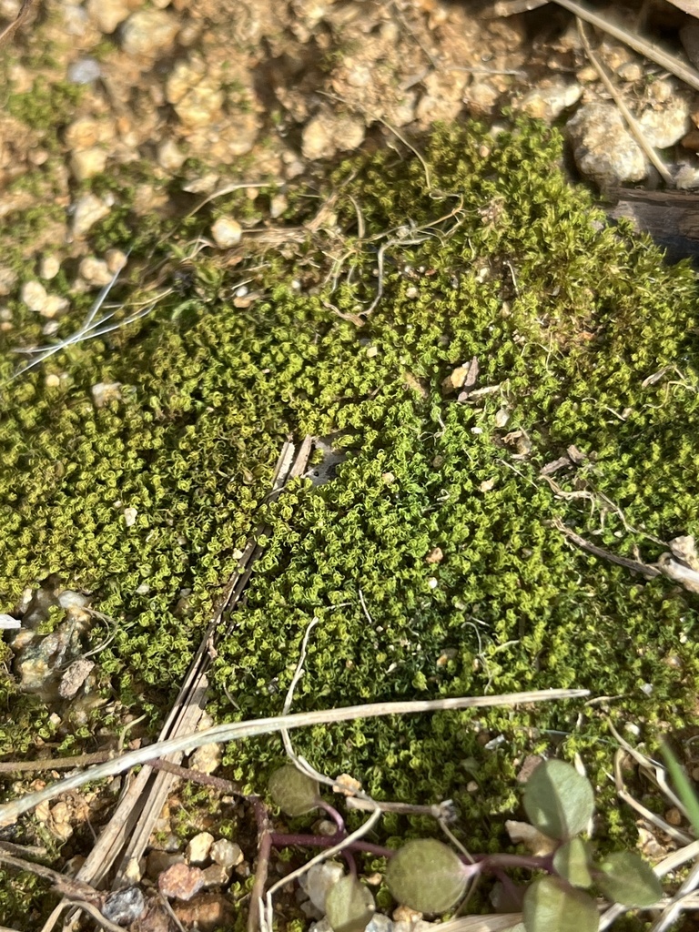 Tufted Thread-moss from Eugene St, Carrboro, NC, US on February 26 ...