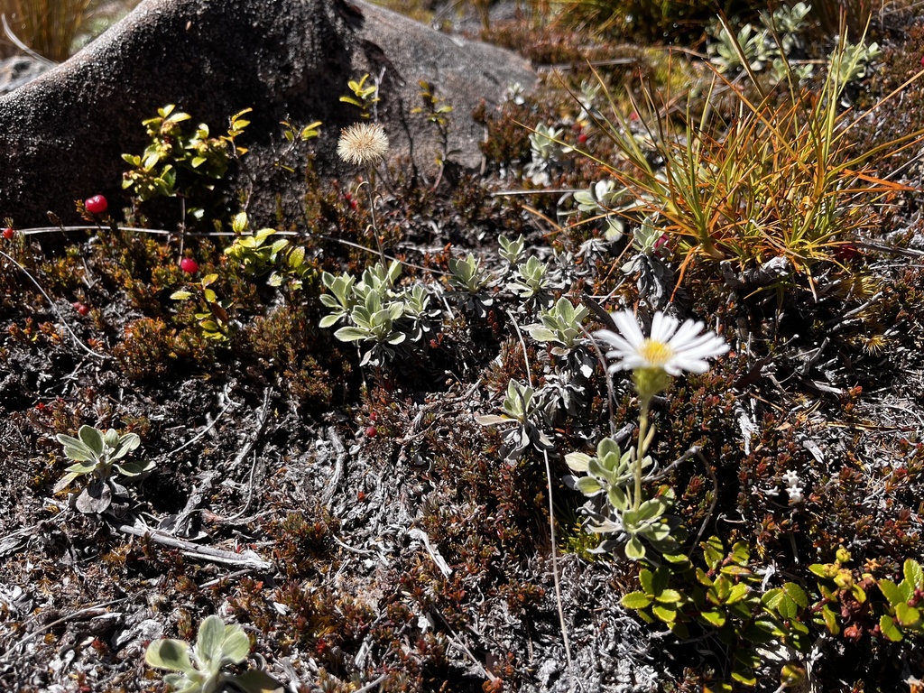 Celmisia discolor from Arthur's Pass National Park, Arthur's Pass ...