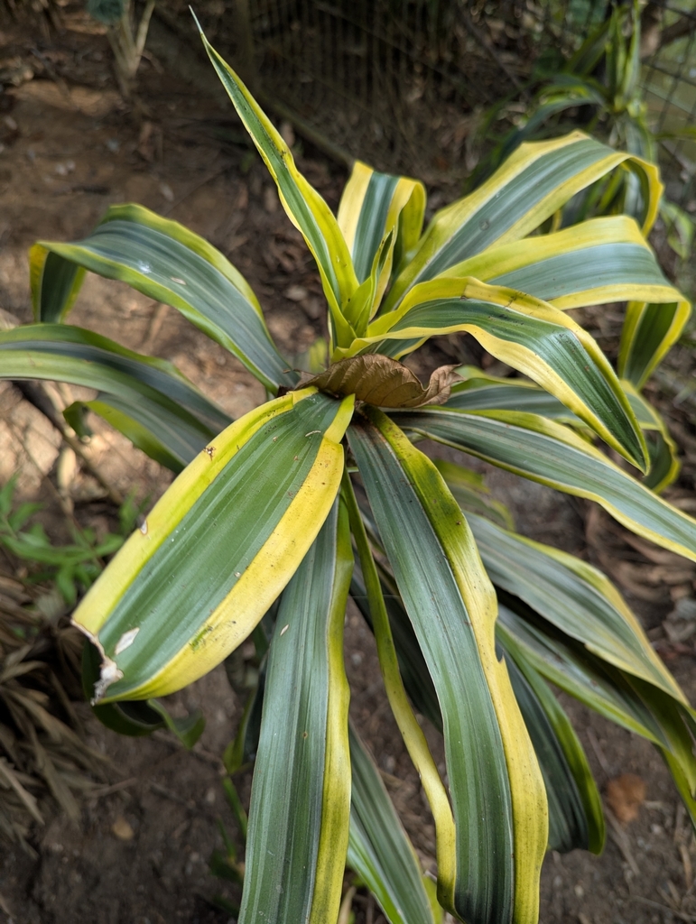 Dragon Trees from 2P6F+WVR, Provincia de Alajuela, Ánimas, Costa Rica ...