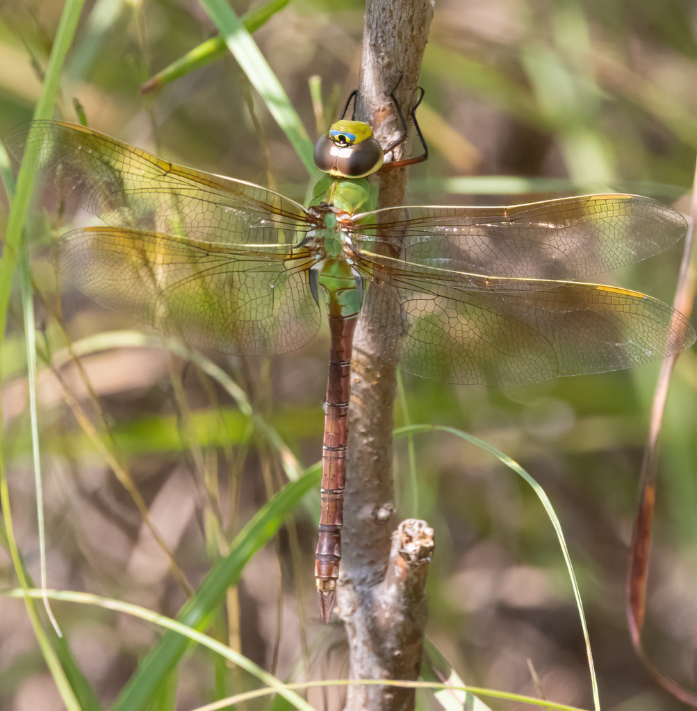 Common Green Darner from Five Ridge Prairie on August 18, 2024 at 12:21 ...