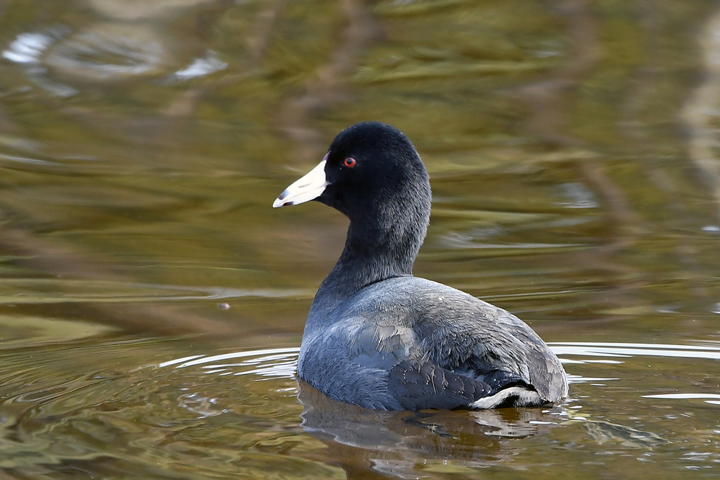 American Coot from Island County, WA, USA on February 26, 2025 at 04:25 ...