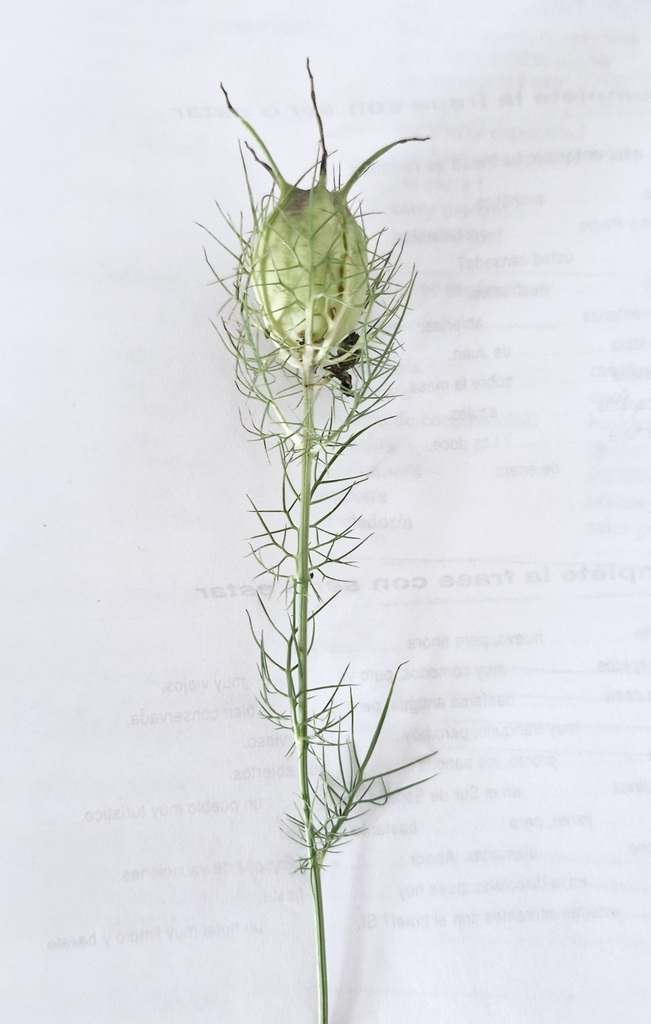 love-in-a-mist from Warkworth 0982, New Zealand on February 27, 2025 at ...