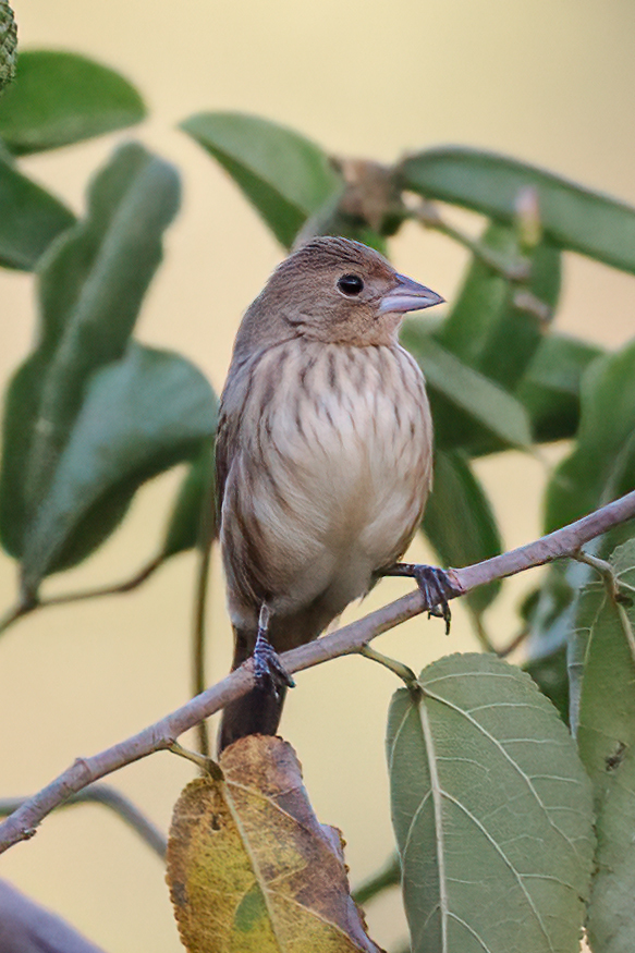 House Finch from Casa on February 26, 2025 at 02:59 PM by Max Jackson ...