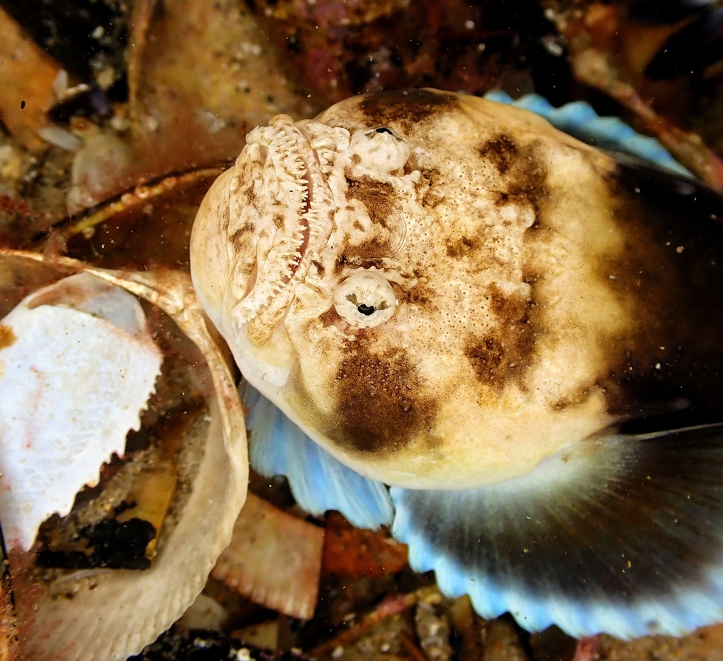 Common Stargazer from Australia on February 26, 2025 at 08:17 PM by ...