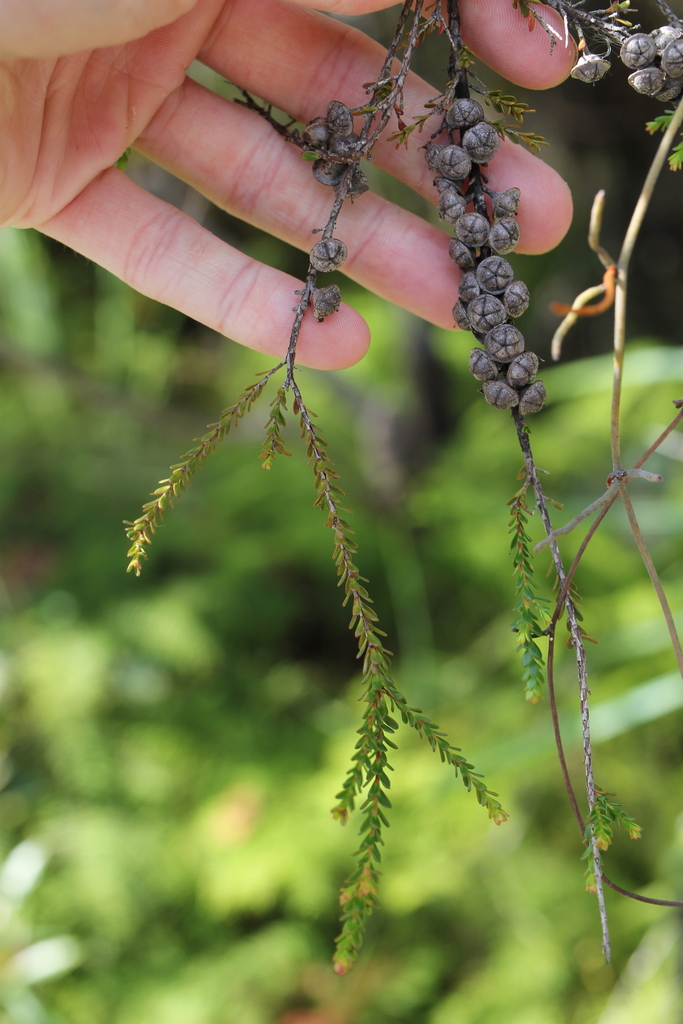 Lemon-scented Tea-tree from K'gari QLD 4581, Australia on February 11 ...