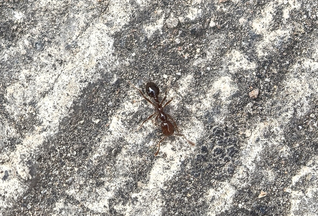 Red Imported Fire Ant from C.U., Coyoacán, 04510 Ciudad de México, CDMX ...