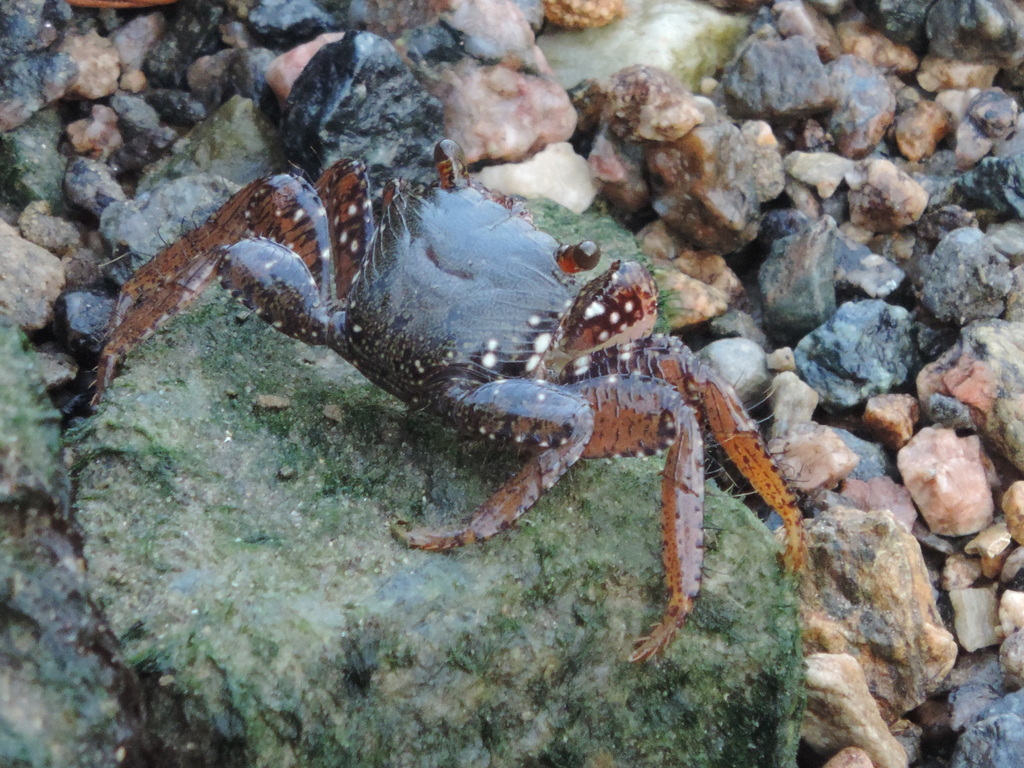 Mangrove Root Crab from São Pedro, Navegantes - SC, Brasil on February ...