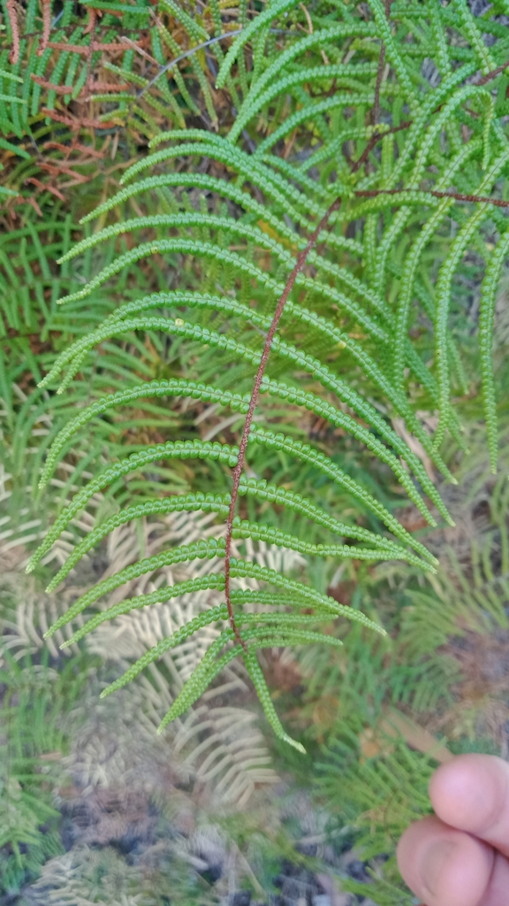 scrambling coral-fern from Bradbury SA 5153, Australia on February 27 ...