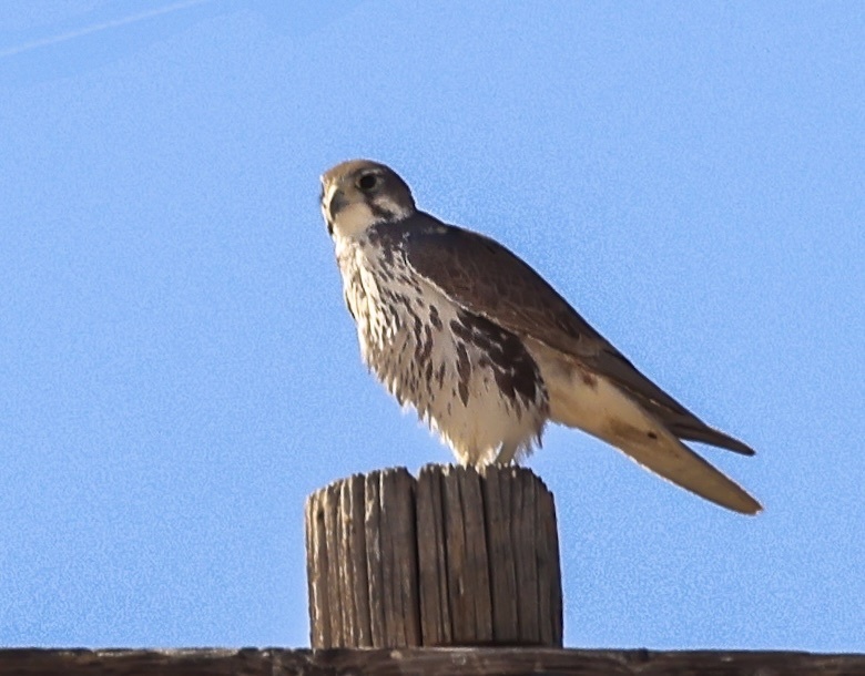 Prairie Falcon from Edwards Air Force Base, Lancaster, CA, US on ...
