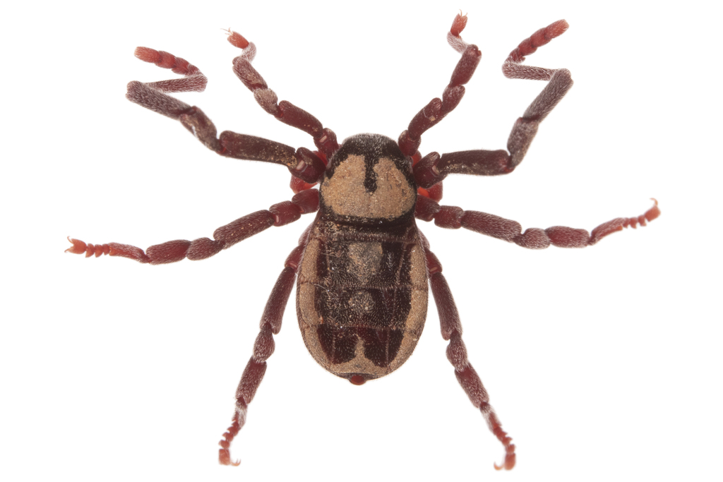 Cryptocellus from Nuquí, Choco, Colombia on May 28, 2024 at 01:50 PM by ...
