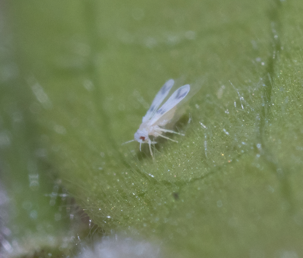Winged and Once-winged Insects from Carnarvon Park QLD 4702, Australia ...