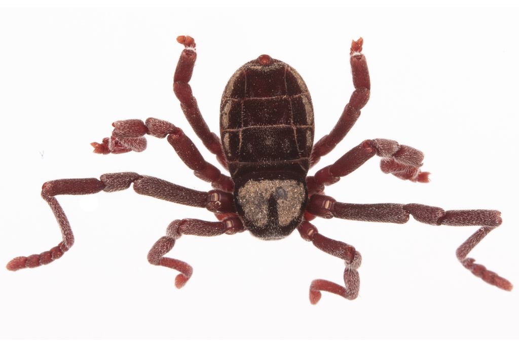 Cryptocellus from Nuquí, Choco, Colombia on June 10, 2024 at 10:14 PM ...