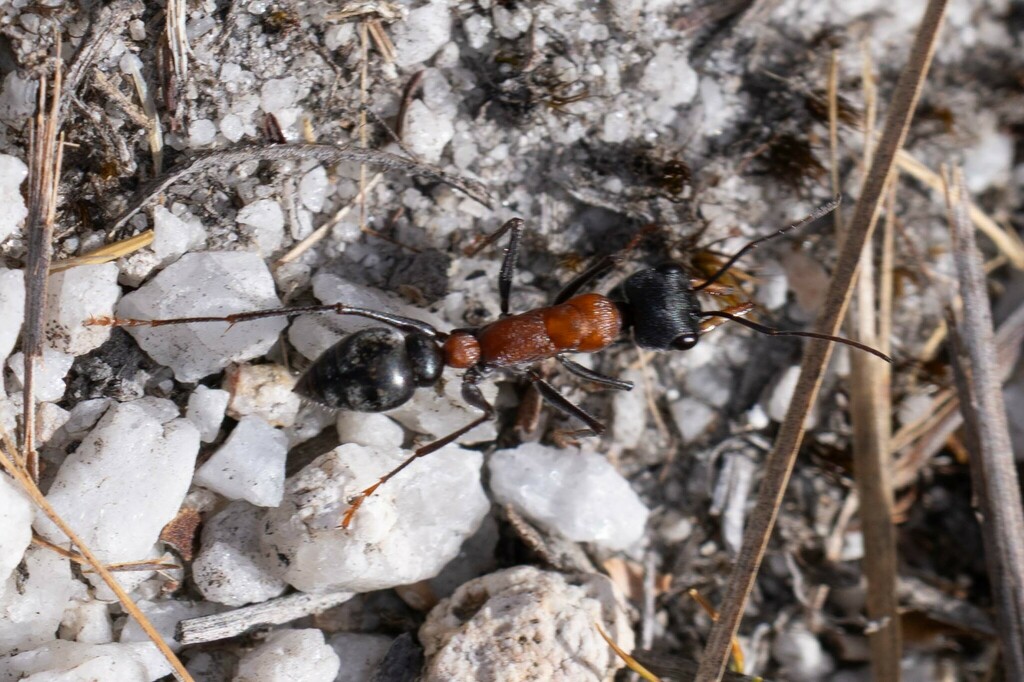 Pilosula-group Bull Ants from Albany, AU-WA, AU on February 4, 2025 at ...
