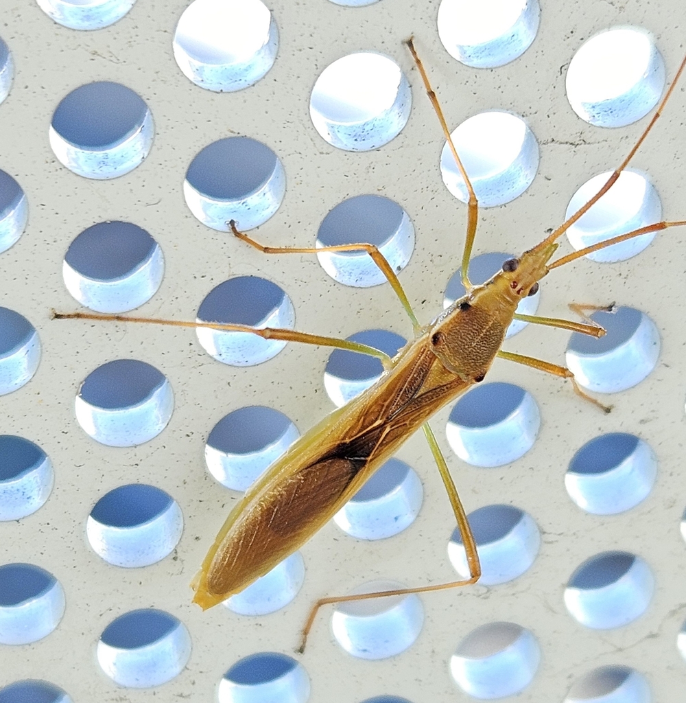 Paddy Bug from Fairfield, AU-QL, AU on February 27, 2025 at 04:03 PM by ...