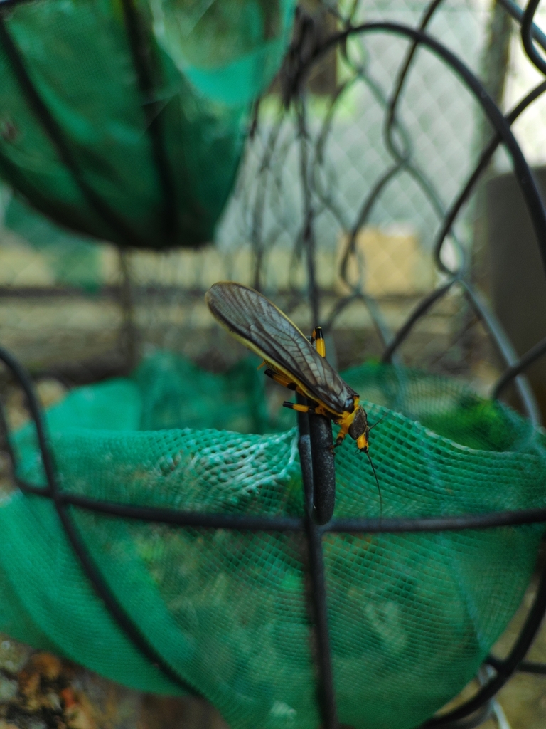 Tropical Stoneflies from Lam Tsuen Valley, Tai Po, Hong Kong on ...