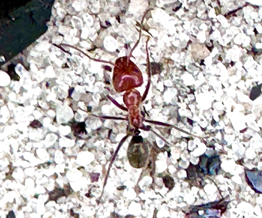 Rainbow, Tyrant, and Meat Ants from Esperance, AU-WA, AU on February 27 ...