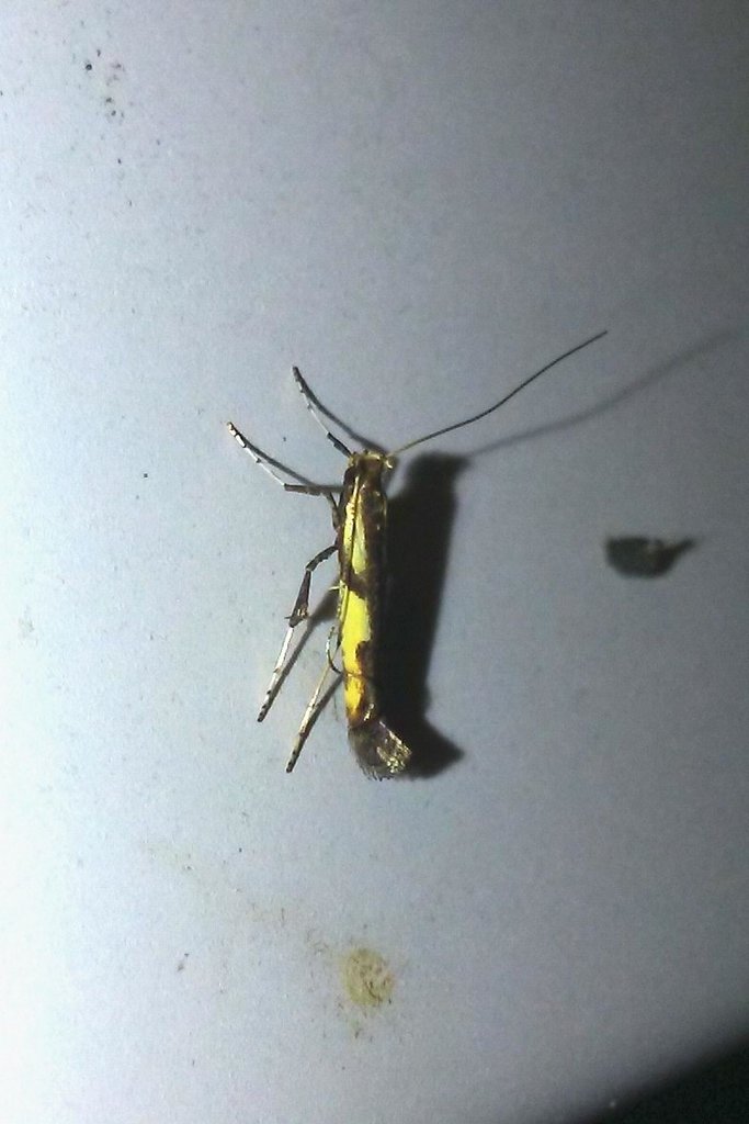 Walnut Caloptilia Moth in August 2019 by Ethan Brown. Front porch light ...