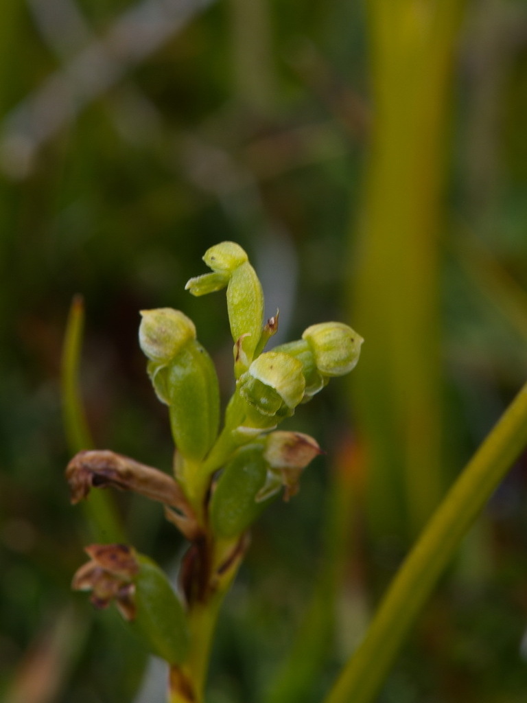 Small Onion Orchid from Old Man Range, Otago,, New Zealand on February ...