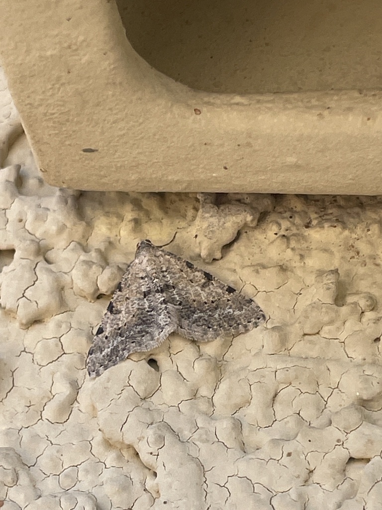 Creosote Moth from W Grandbrook St, Tucson, AZ, US on February 27, 2025 ...