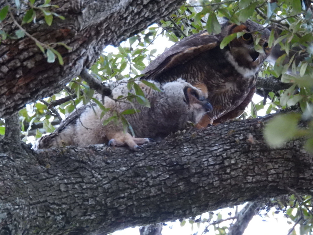 Great Horned Owl from Audubon Park Golf Course, New Orleans, LA, US on ...