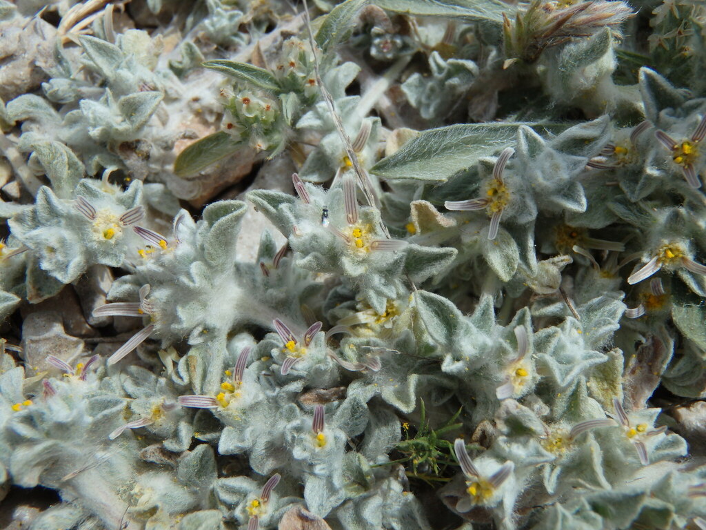 Woolly Devil in April 2019 by hgully · iNaturalist